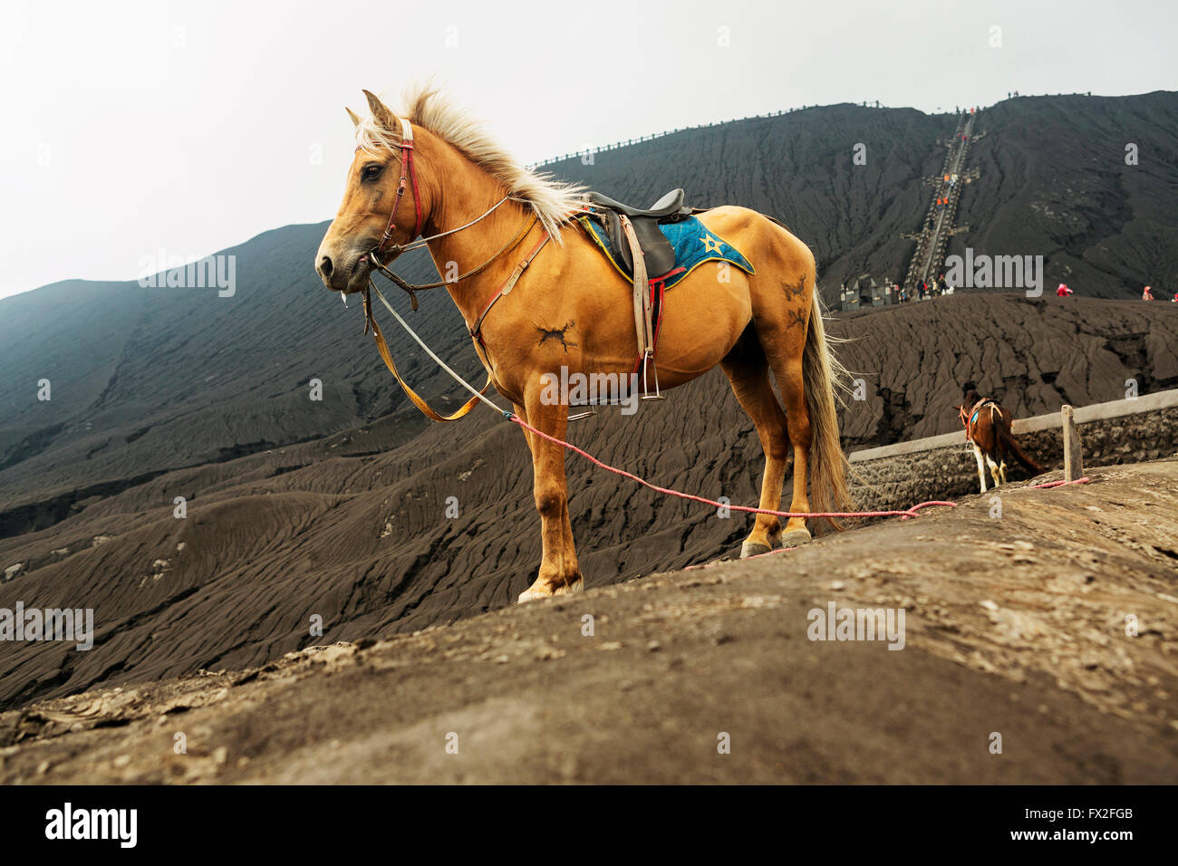Grey Horse in front of mountains near Volcano Bromo, Java, Indonesia ...