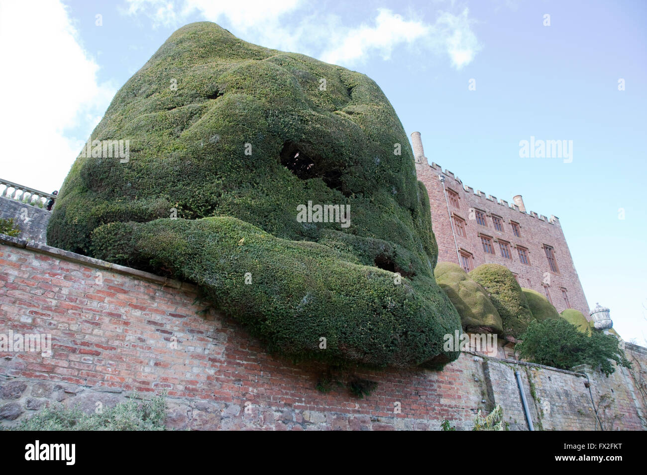 Monster yew tree Stock Photo - Alamy