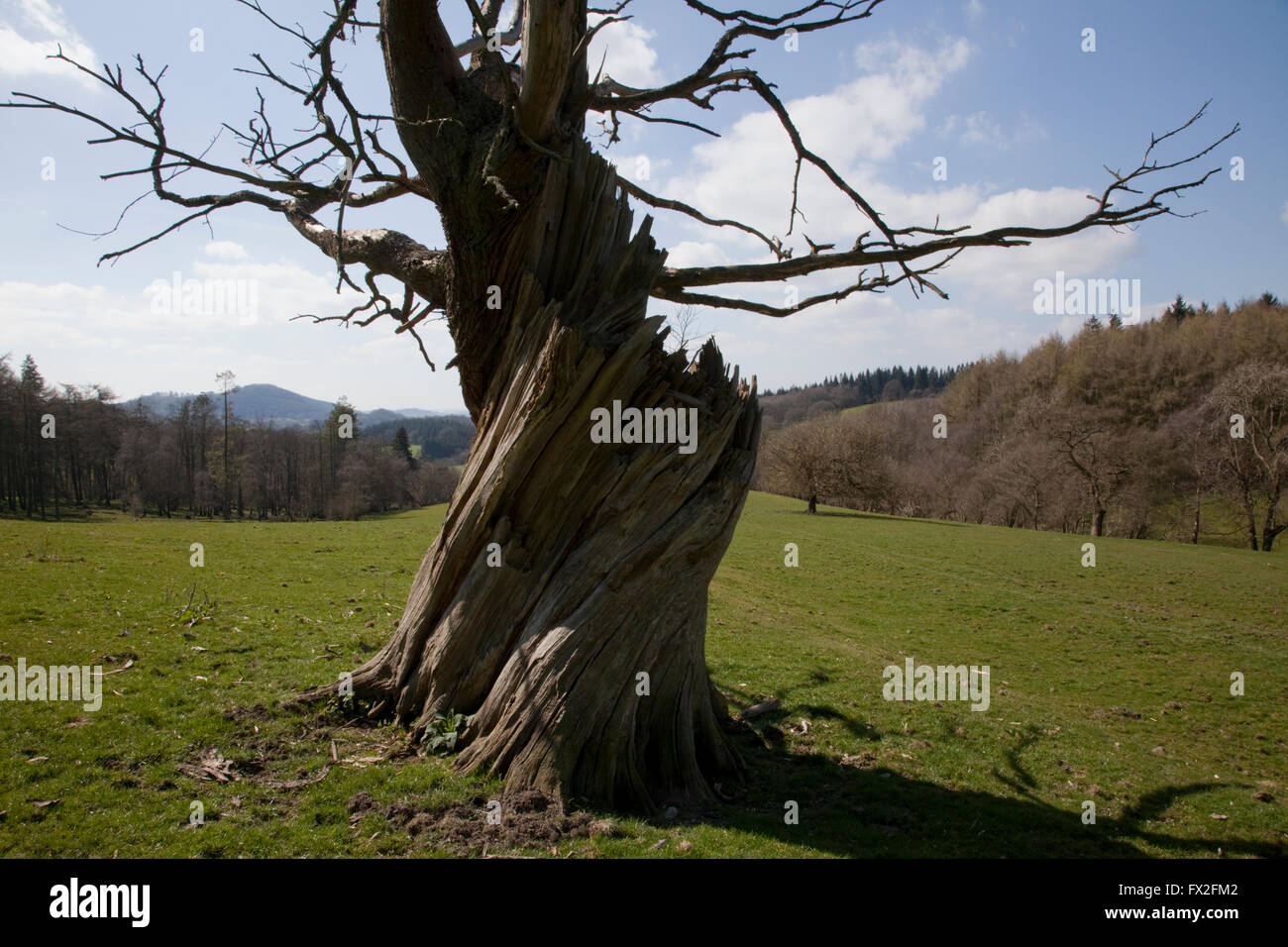 Stark tree hi-res stock photography and images - Alamy