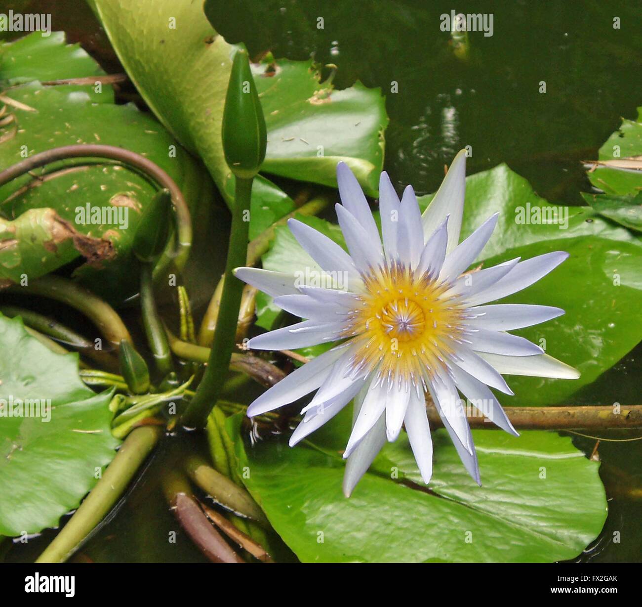 Forest sand lily hi-res stock photography and images - Alamy