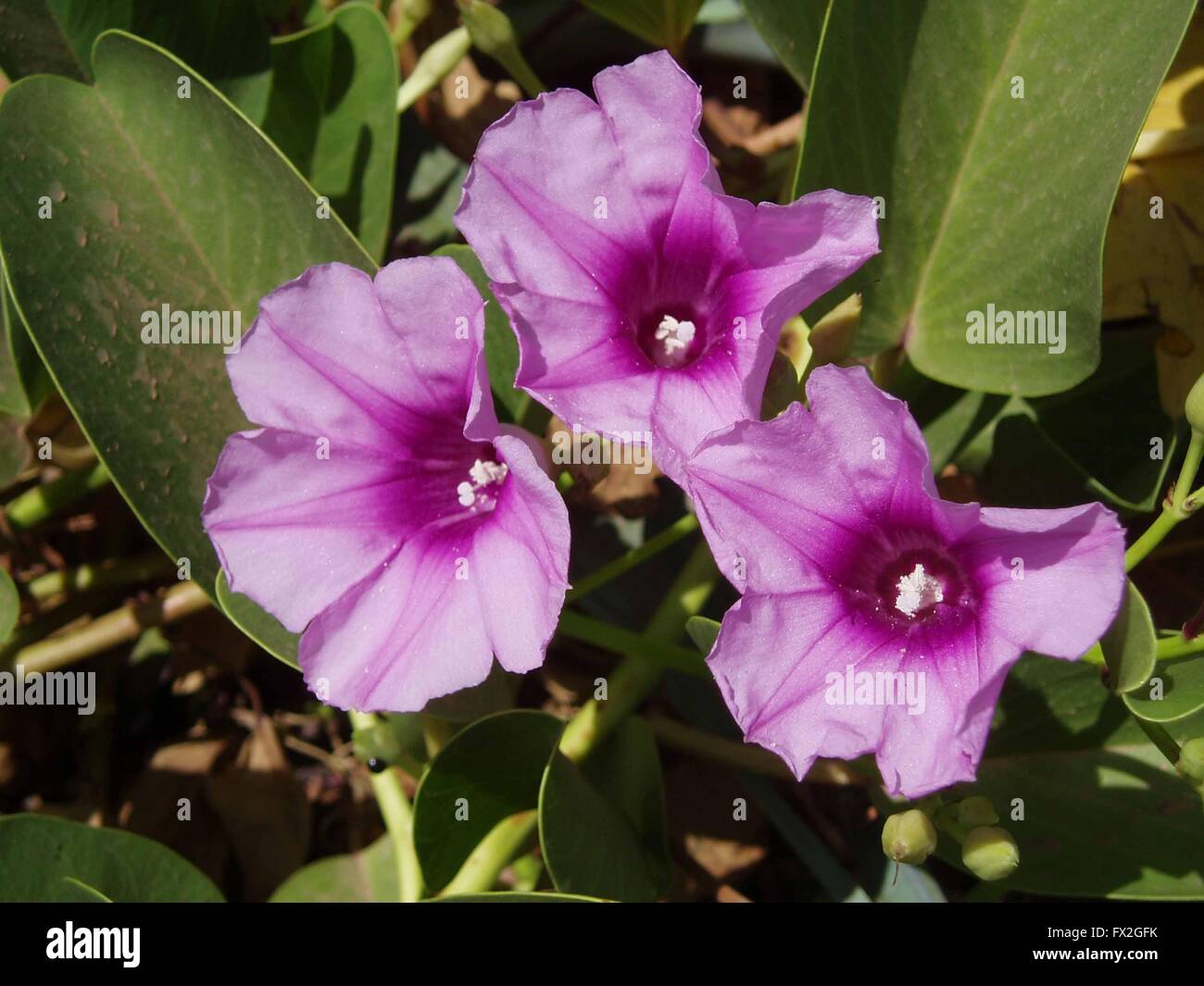 Ascension island turtles hi-res stock photography and images - Alamy