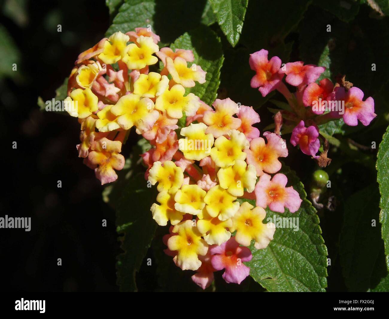Ascension island turtles hi-res stock photography and images - Alamy