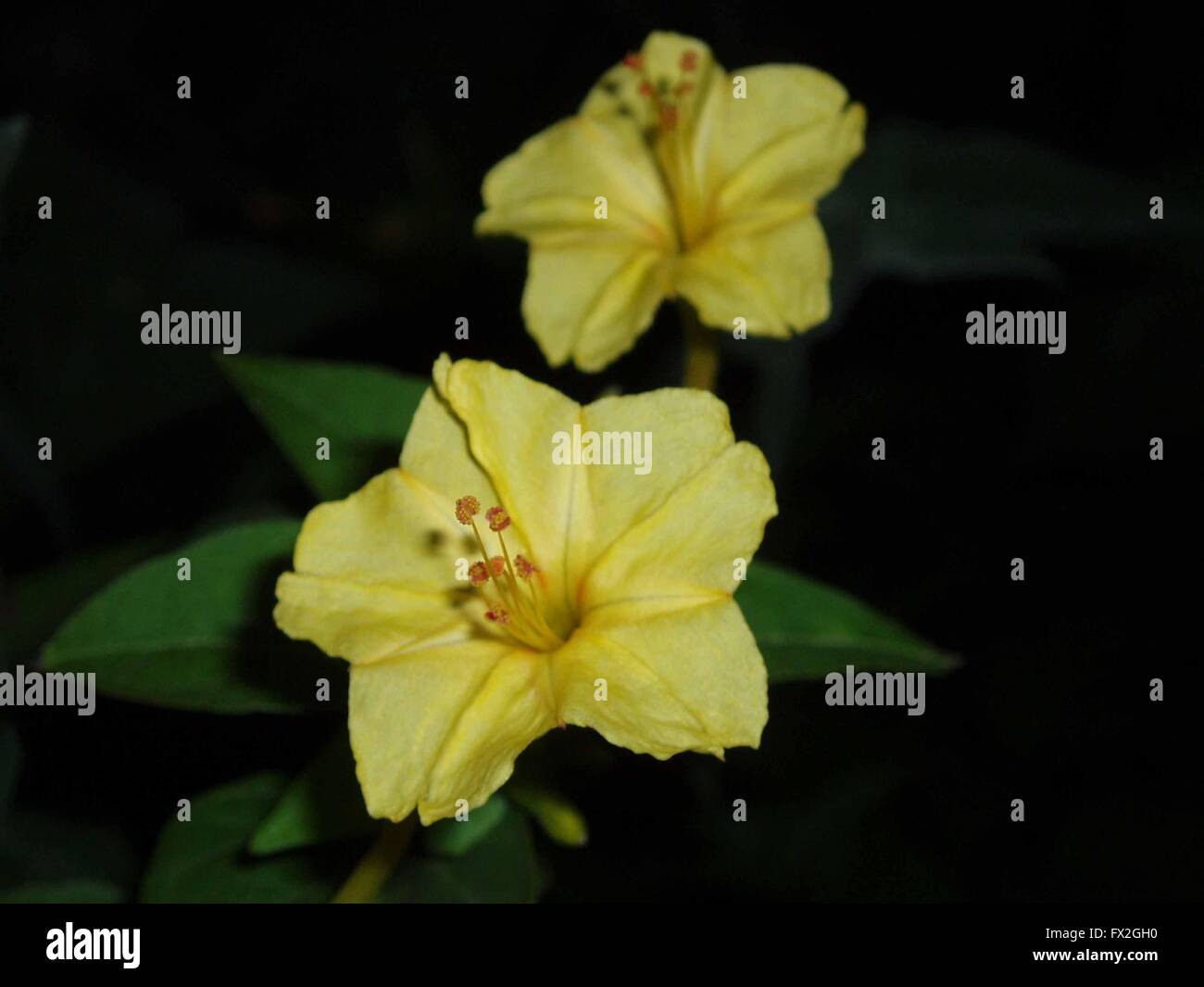 Ascension island turtles hi-res stock photography and images - Alamy