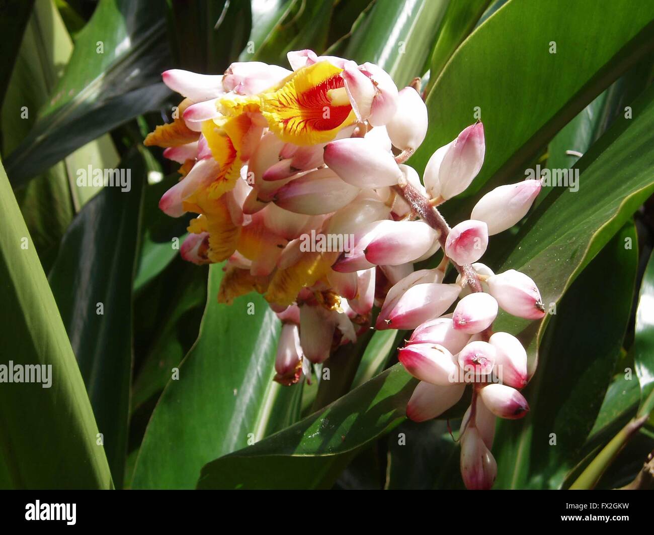 Sand ginger plant hi-res stock photography and images - Alamy