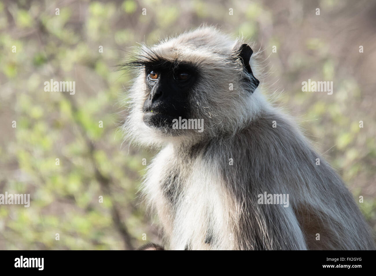 Langoor baby hi-res stock photography and images - Alamy