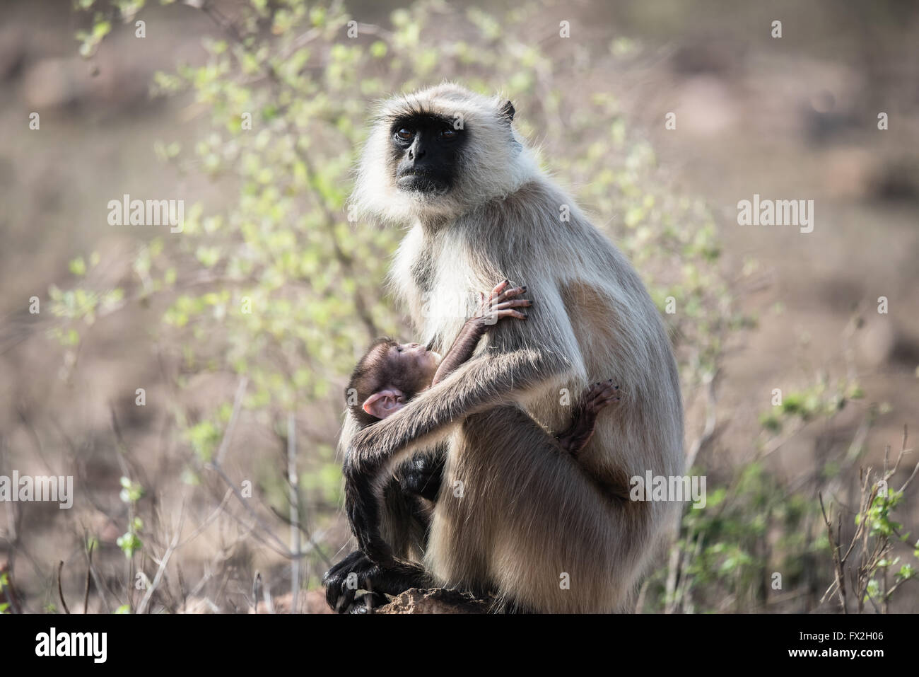 Indian langoor hi-res stock photography and images - Alamy