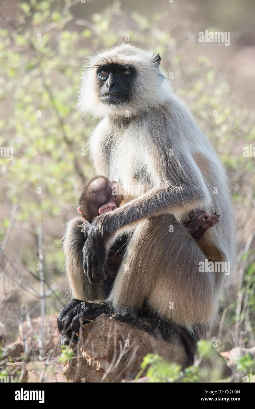 Langoor baby hi-res stock photography and images - Alamy