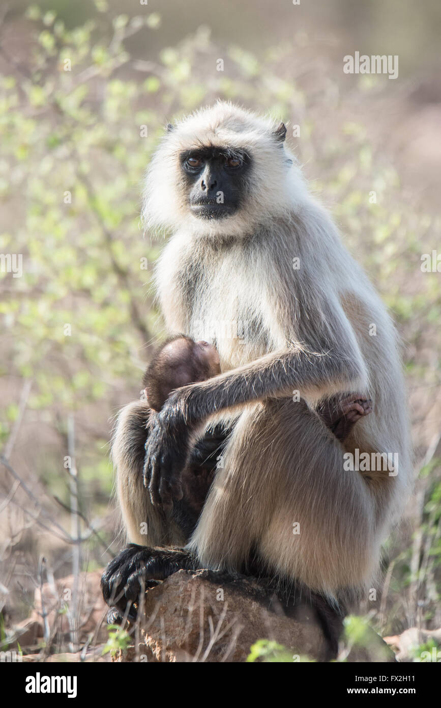 Indian langoor hi-res stock photography and images - Alamy