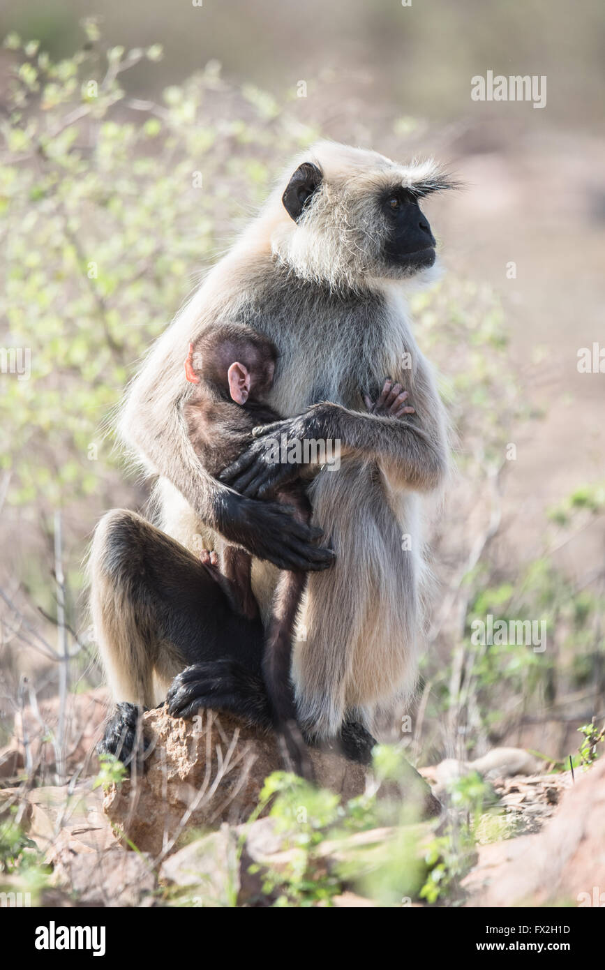 Langoor baby hi-res stock photography and images - Alamy