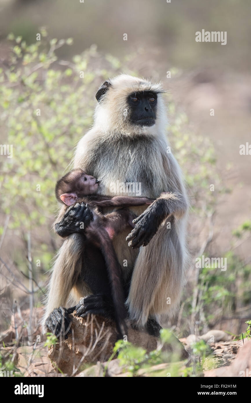 Grey Faced Langoor with baby Stock Photo - Alamy