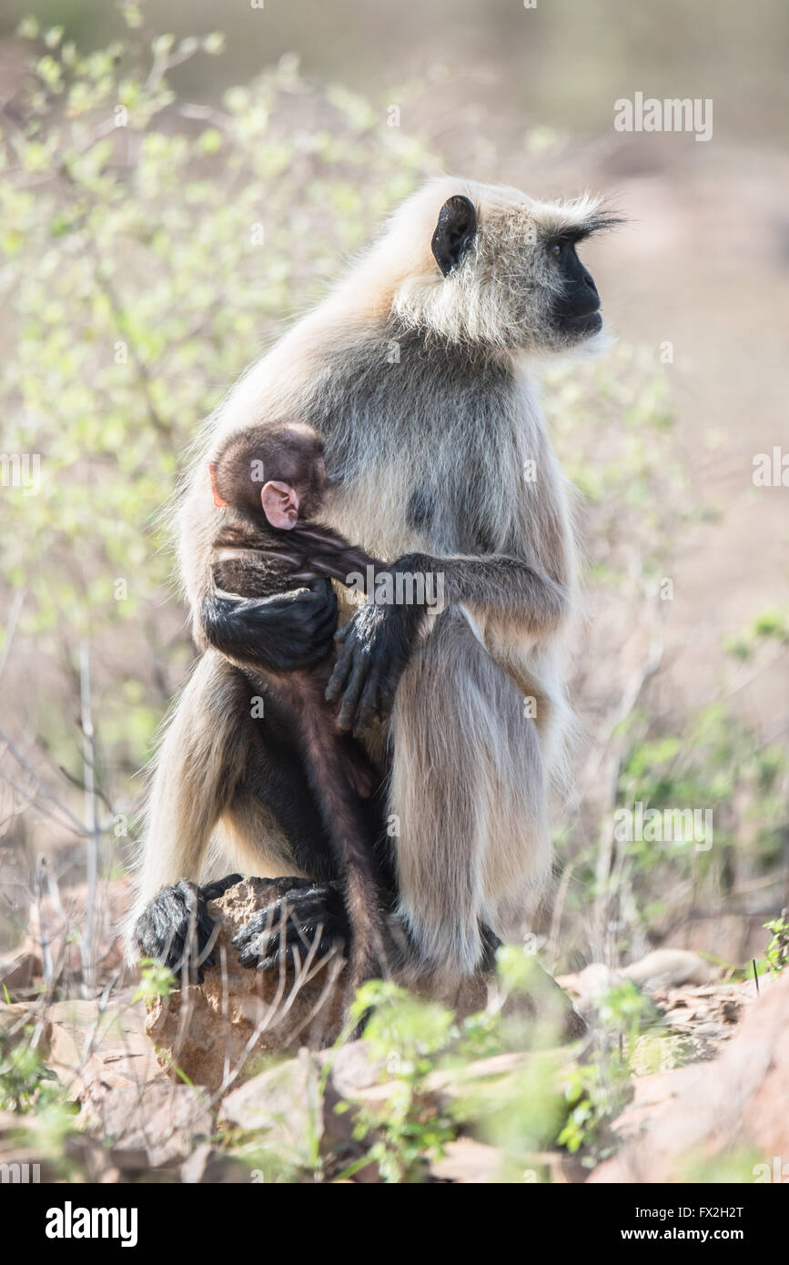 Indian langoor hi-res stock photography and images - Alamy