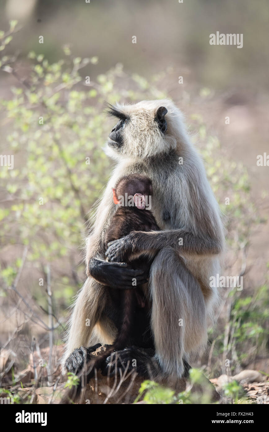 Grey Faced Langoor with baby Stock Photo - Alamy
