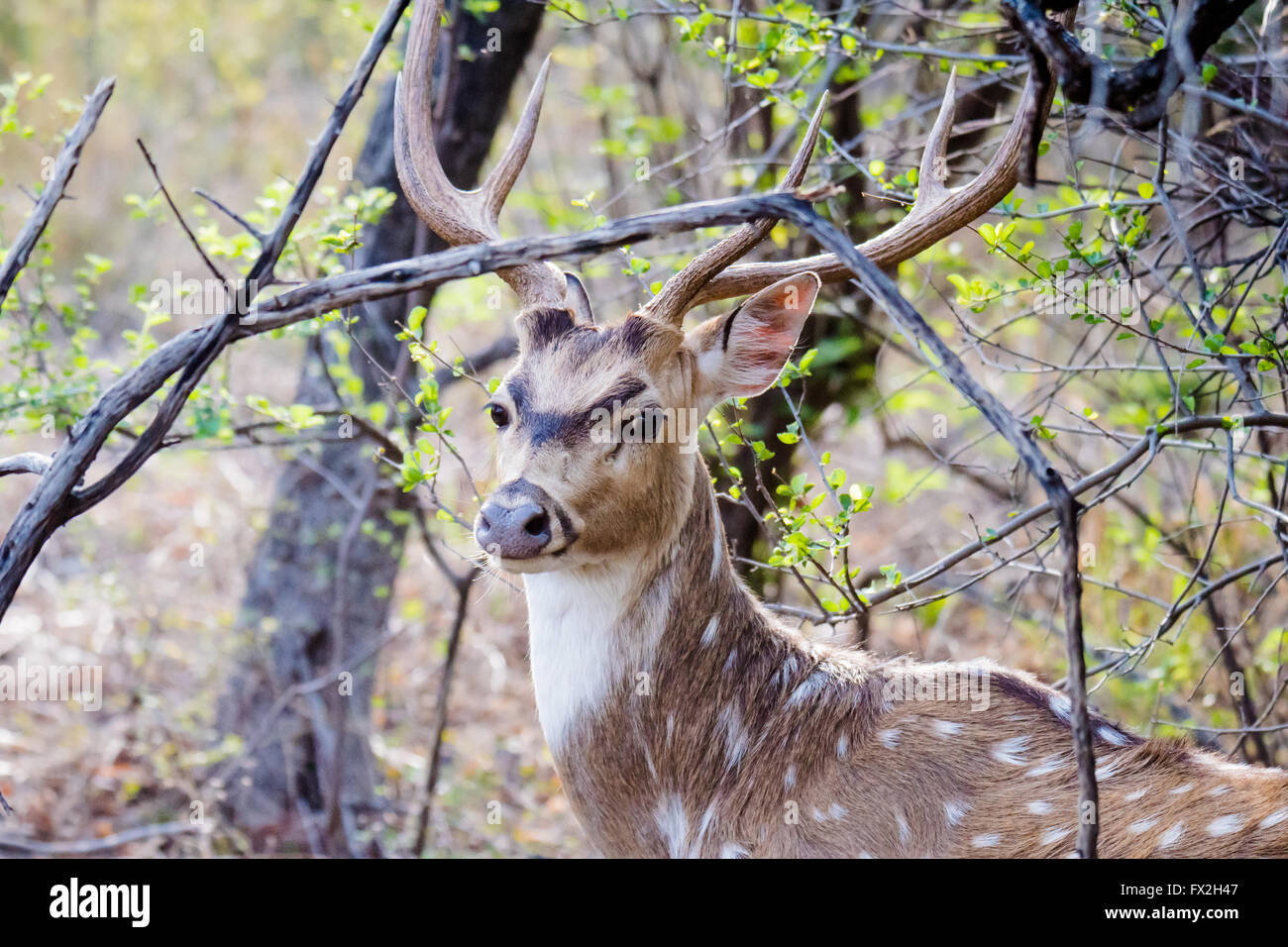 Male Spotted Deer closely watching Stock Photo - Alamy