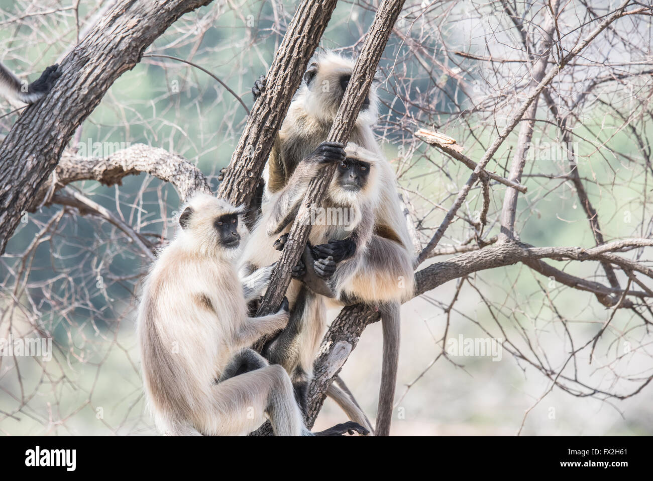 Langoor baby hi-res stock photography and images - Alamy
