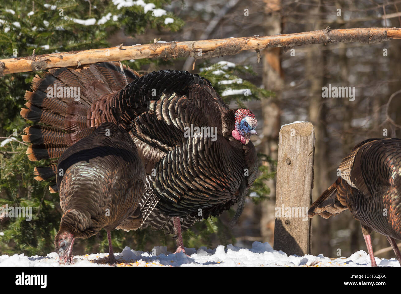 Large turkey male in a spring scene Stock Photo - Alamy
