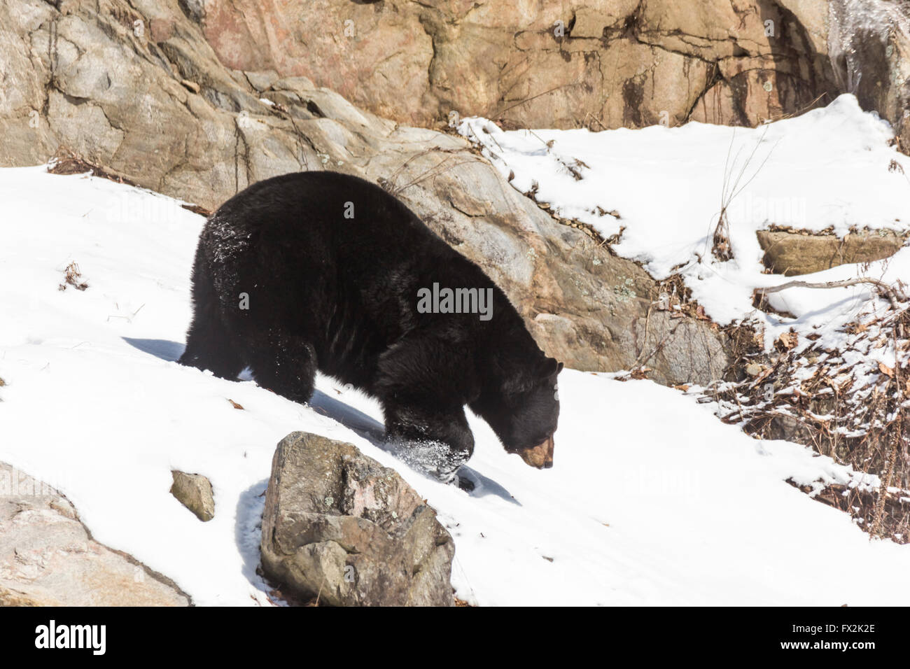 Spring black bear hi-res stock photography and images - Alamy