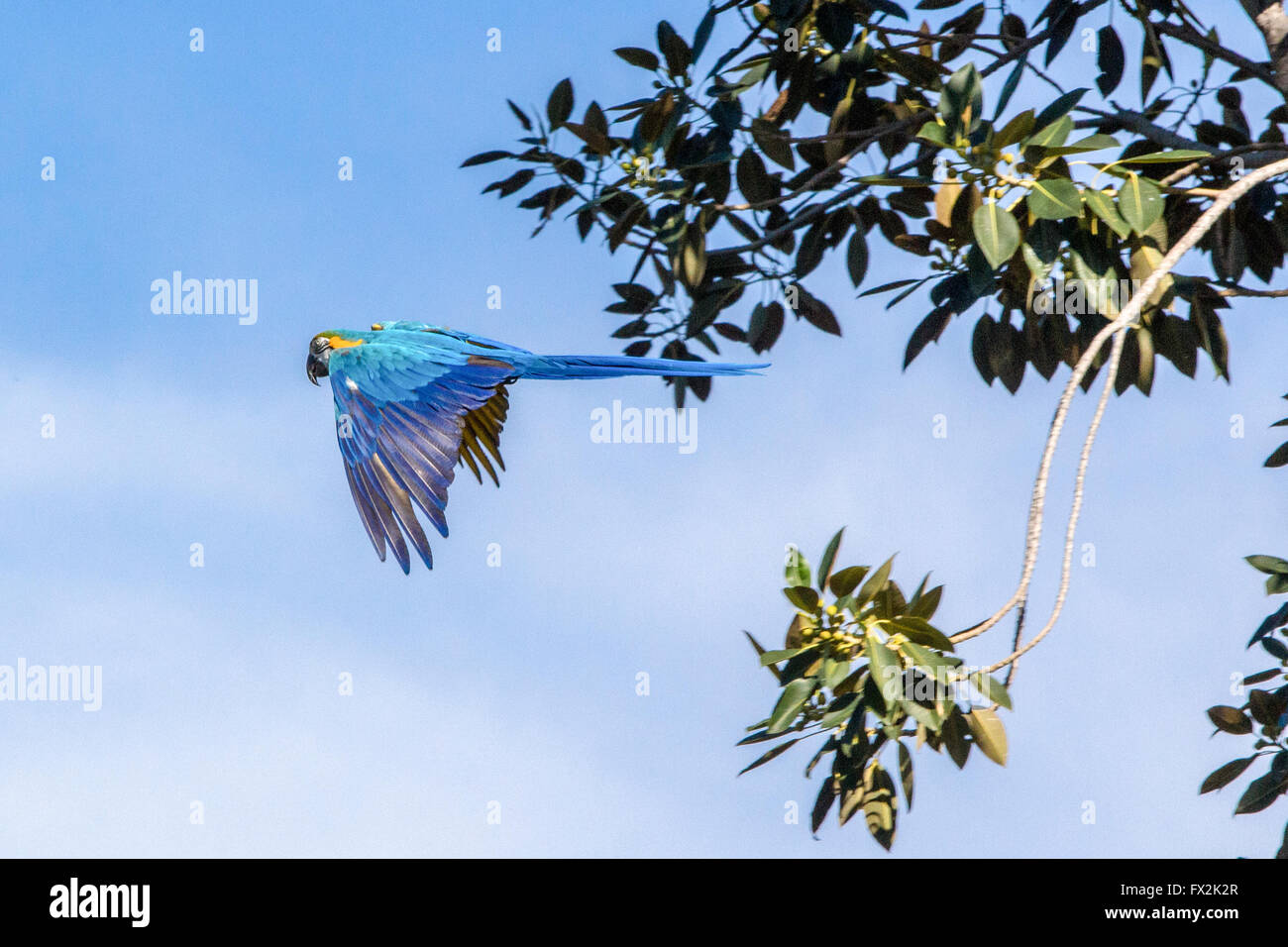 Blue parrot in flight Stock Photo - Alamy