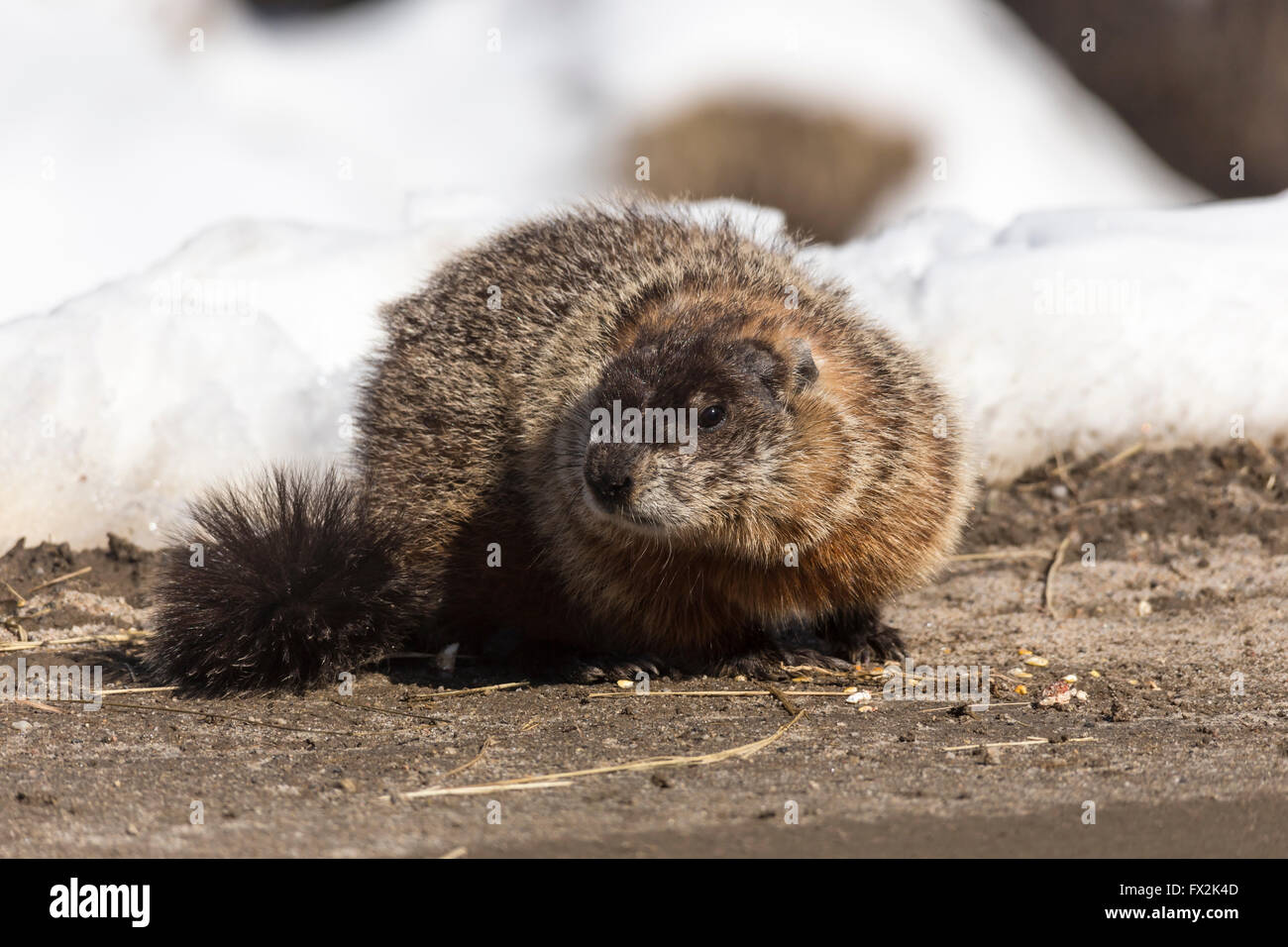 Large rodent hi-res stock photography and images - Alamy