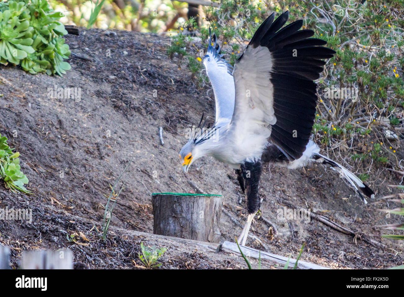 Carnivorous bird hi-res stock photography and images - Alamy