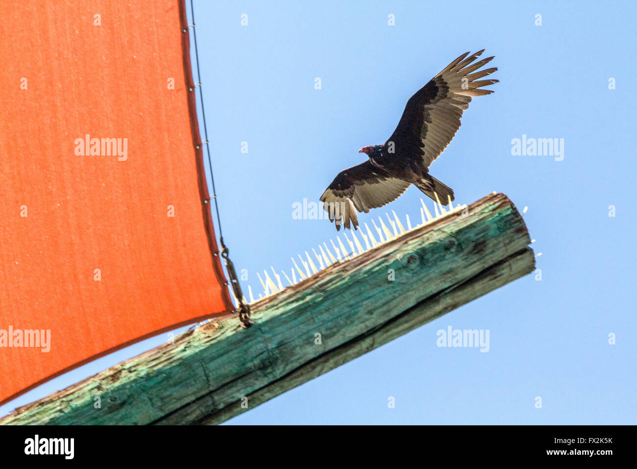 Carnivorous birds hi-res stock photography and images - Alamy