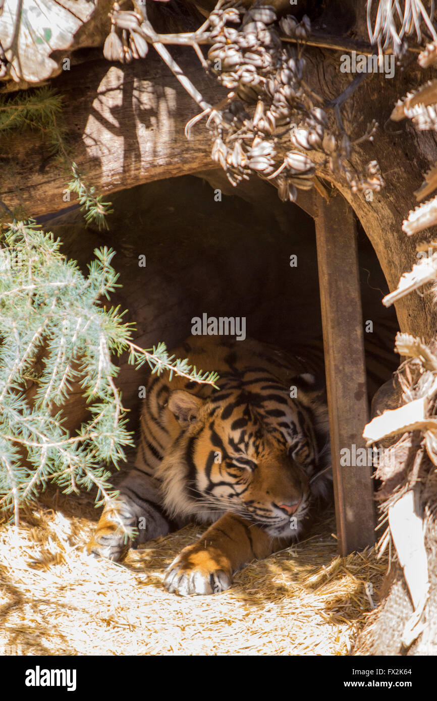 Tiger in a zoo Stock Photo - Alamy