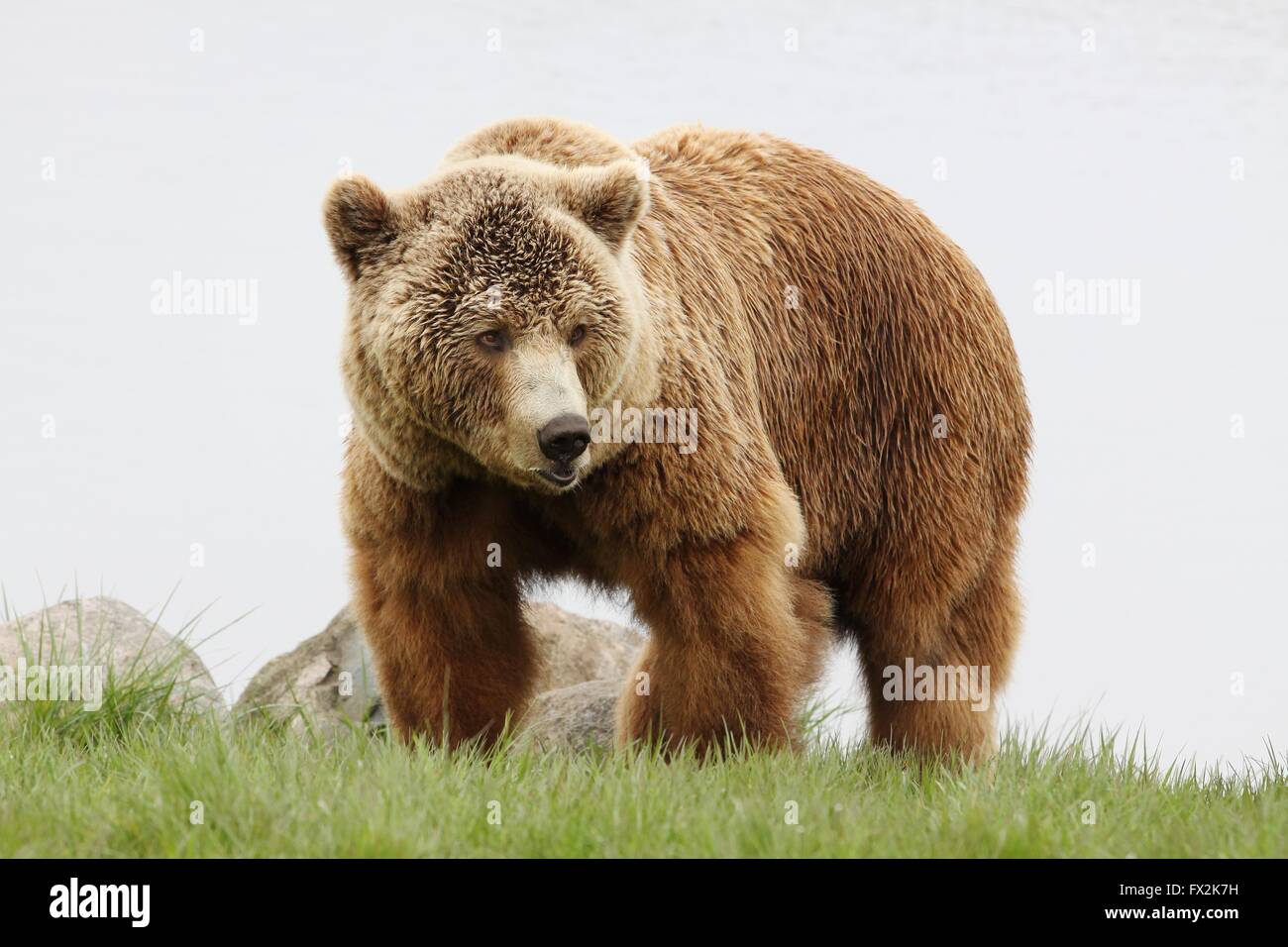 Brown bear in nature Stock Photo - Alamy