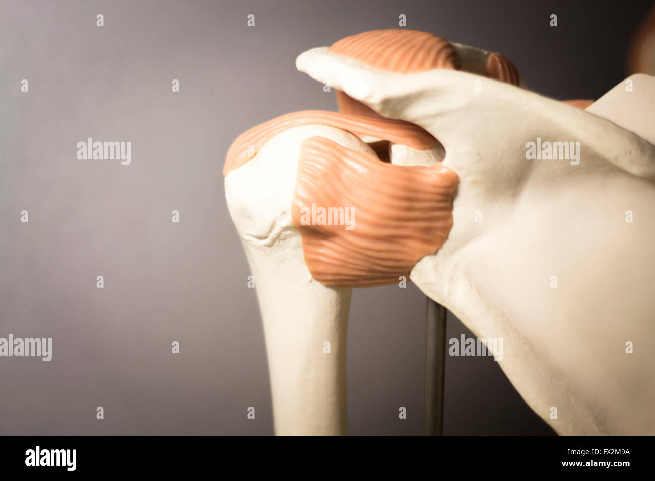 Shoulder bones model anatomy hi-res stock photography and images - Alamy