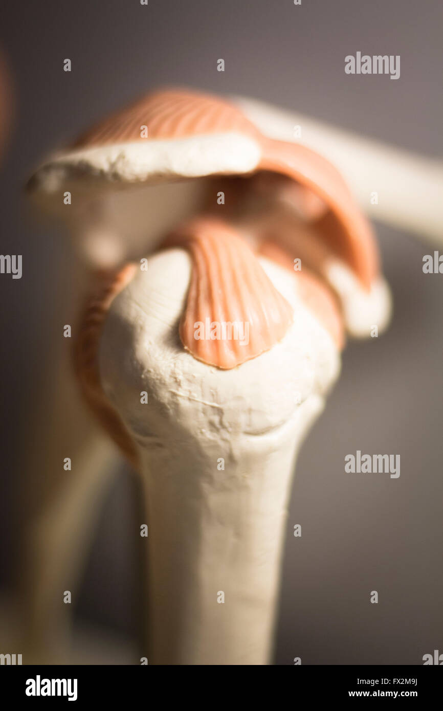 Knee joints meniscus tendons plastic teaching model for taumatology and ...