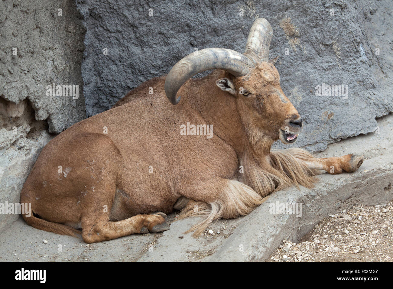 Barbary sheep (Ammotragus lervia) at Budapest Zoo in Budapest, Hungary ...