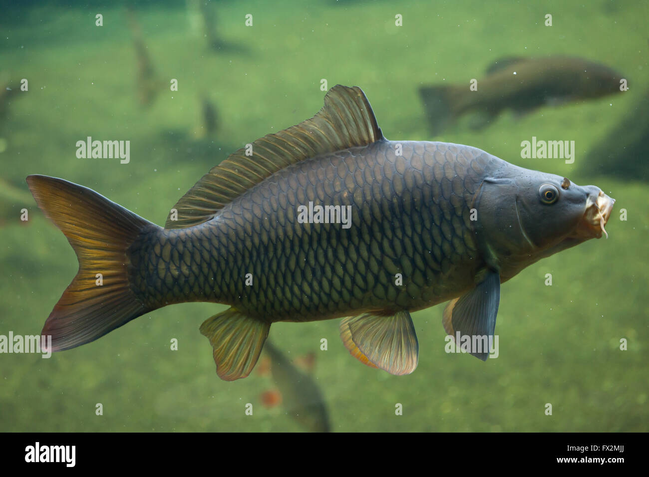 Wild common carp (Cyprinus carpio) at Budapest Zoo in Budapest, Hungary ...