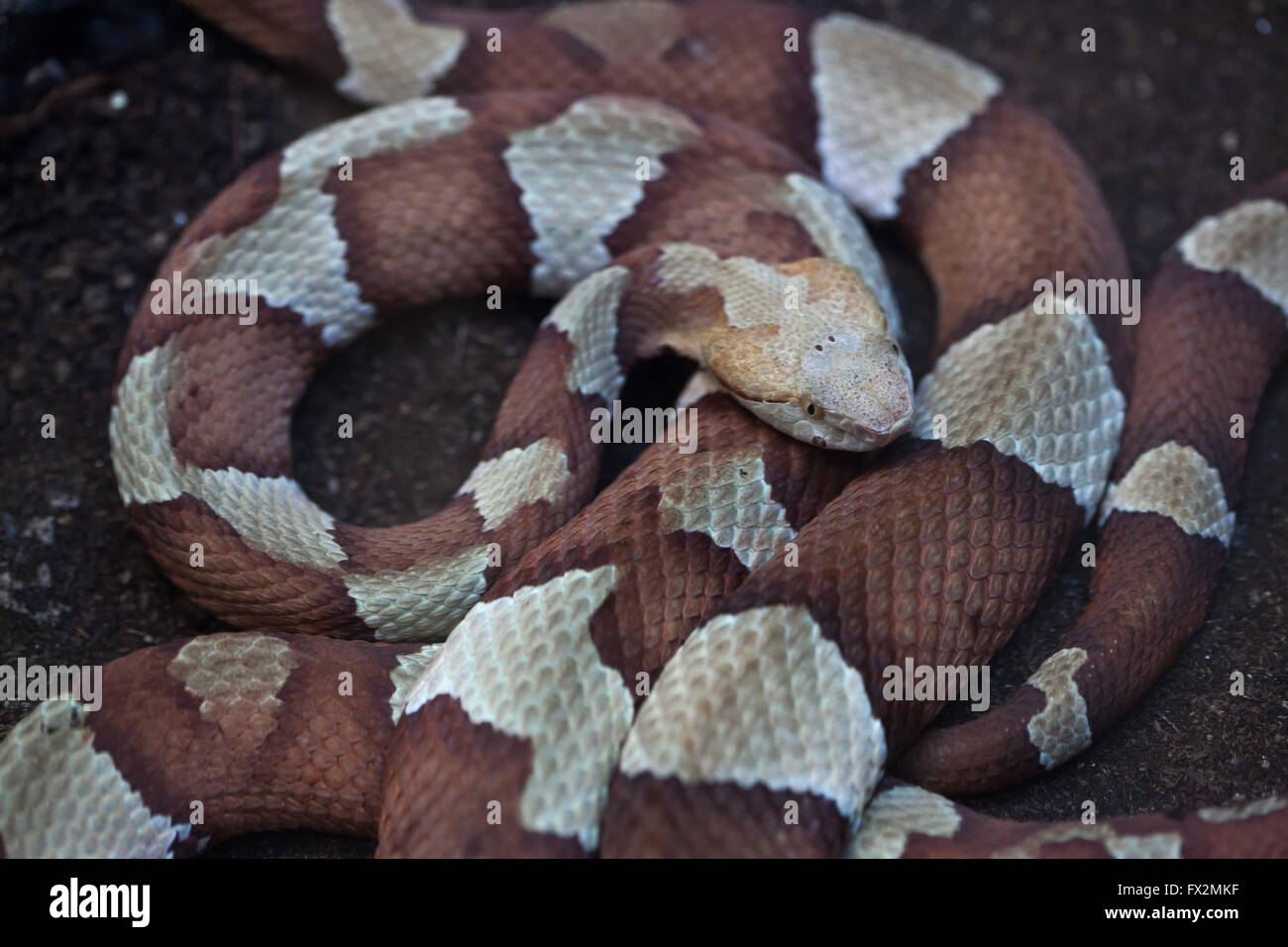 Copperhead (Agkistrodon contortrix) at Budapest Zoo in Budapest ...