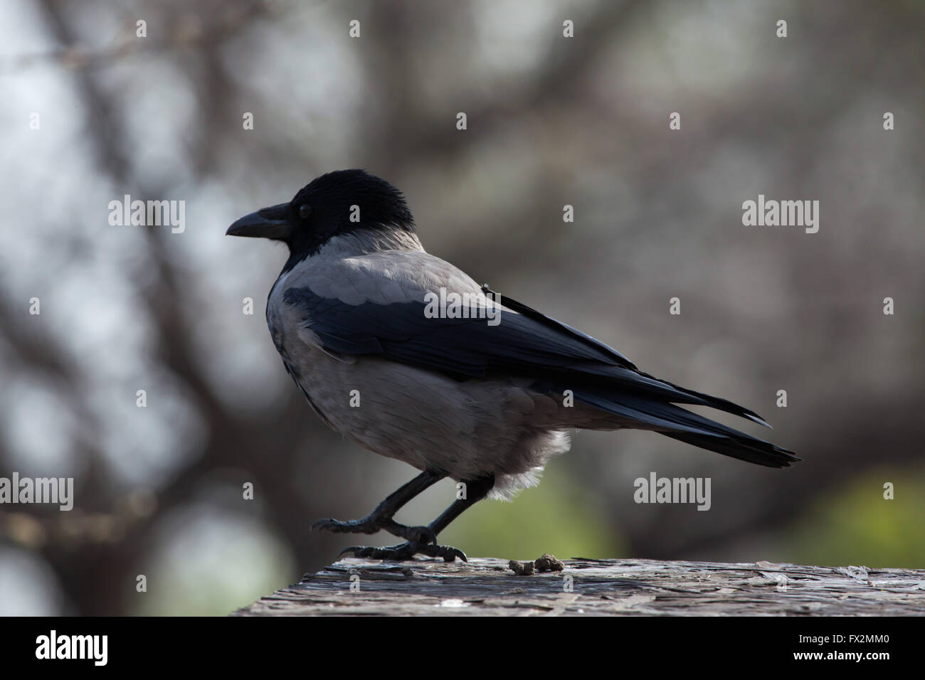 Hooded crow (Corvus cornix) at Budapest Zoo in Budapest, Hungary Stock ...