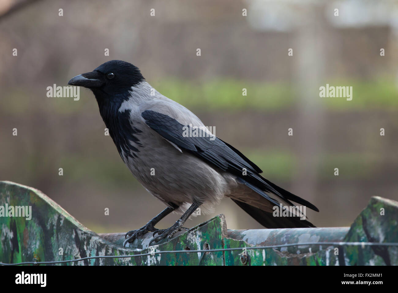 Hooded crow (Corvus cornix) at Budapest Zoo in Budapest, Hungary Stock ...