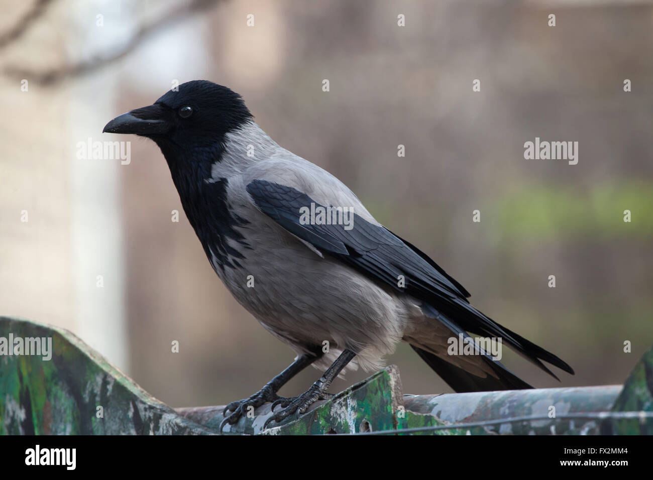 Hooded crow (Corvus cornix) at Budapest Zoo in Budapest, Hungary Stock ...