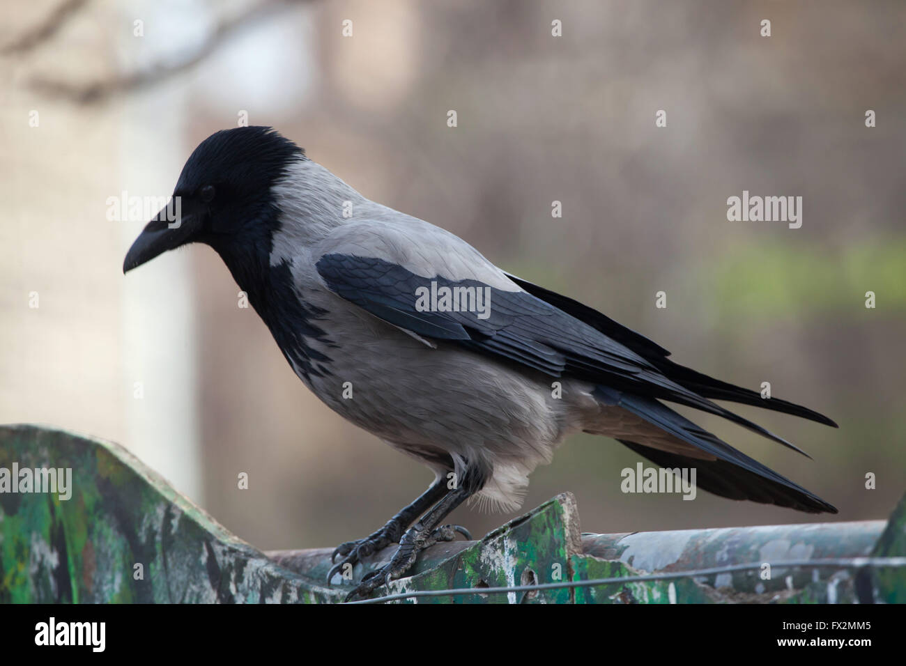 Hooded crow (Corvus cornix) at Budapest Zoo in Budapest, Hungary Stock ...