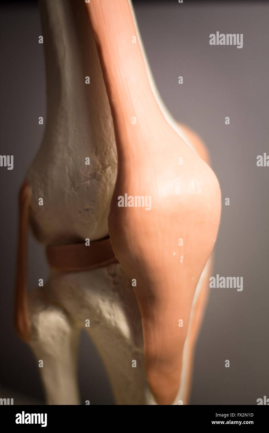Knee joints meniscus tendons plastic teaching model for taumatology and ...