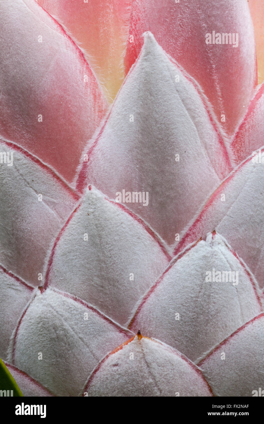 Bracts High Resolution Stock Photography and Images - Alamy