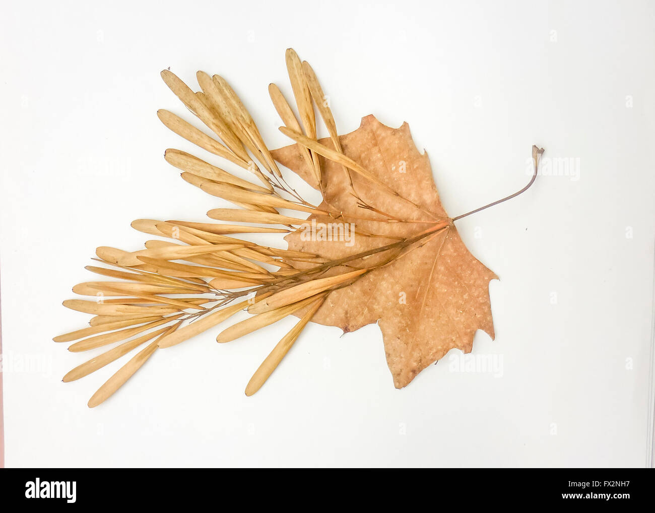 Isolated real photo dry dead brown leaves against white background ...