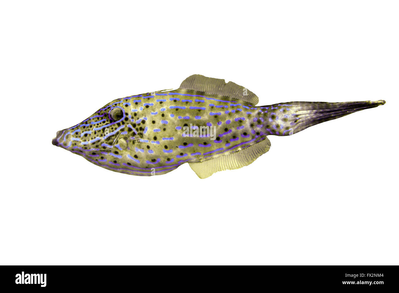 Aluterus Scriptus or Scrawled Filefish isolated over a white background ...