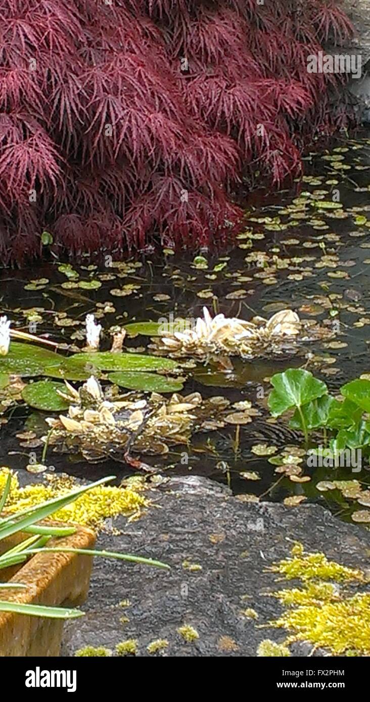 Pond with Lily pads and bush Stock Photo - Alamy