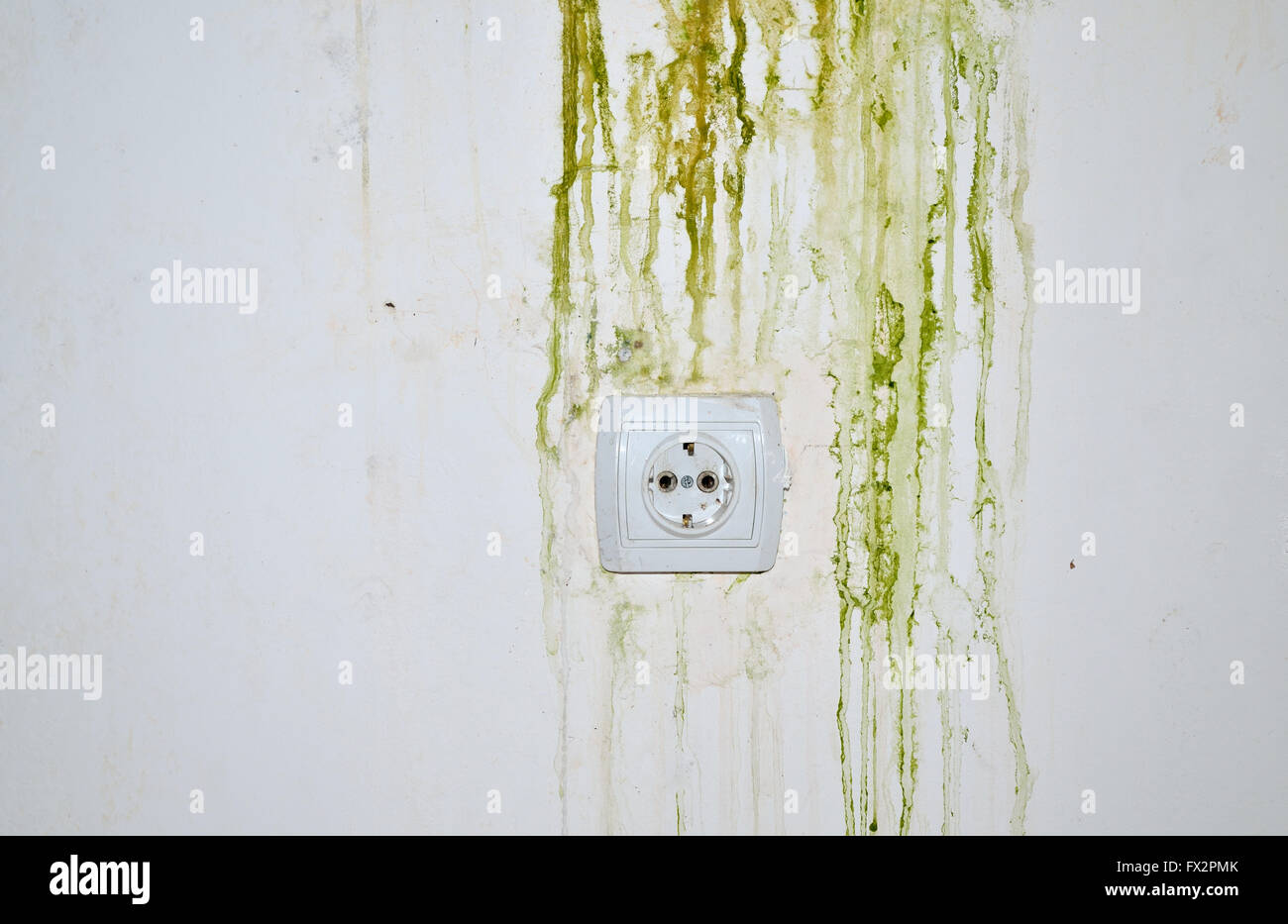 Green mold on white wall with power plug Stock Photo - Alamy
