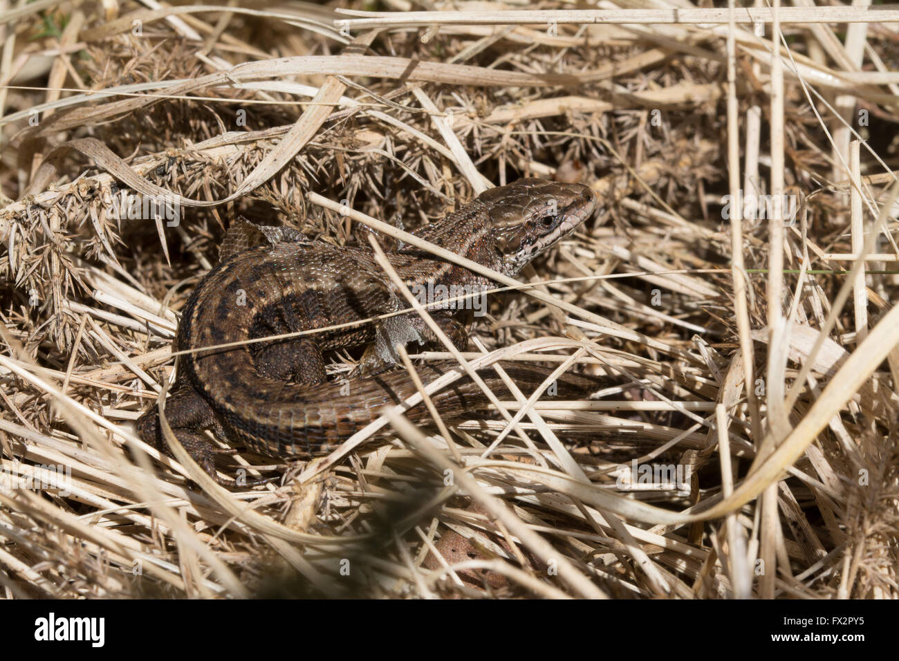 English lizards hi-res stock photography and images - Alamy