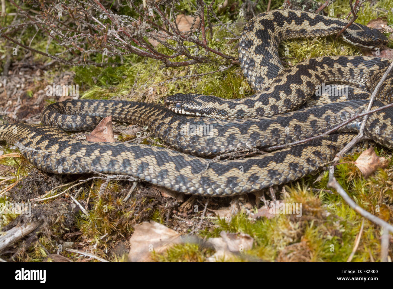 Two male adders hi-res stock photography and images - Alamy