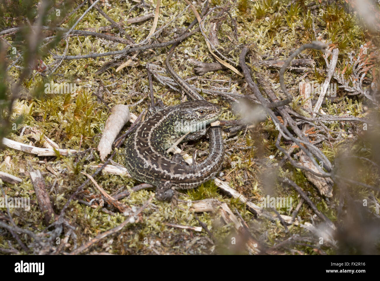 Male sand lizard (Lacerta agilis) in Surrey heathland habitat in ...