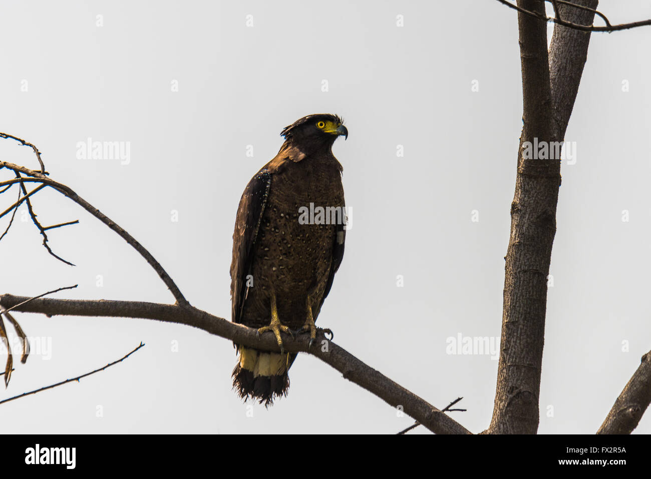 Crested serpent eagle is a medium-sized bird of prey that is found in ...