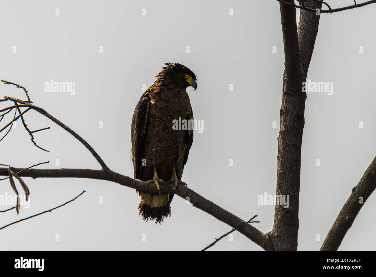 Indian birds of prey hi-res stock photography and images - Alamy