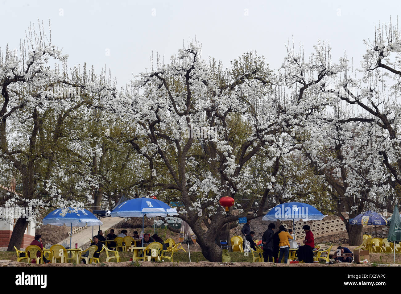Gaolan, China's Gansu Province. 10th Apr, 2016. Pear flowers are in ...