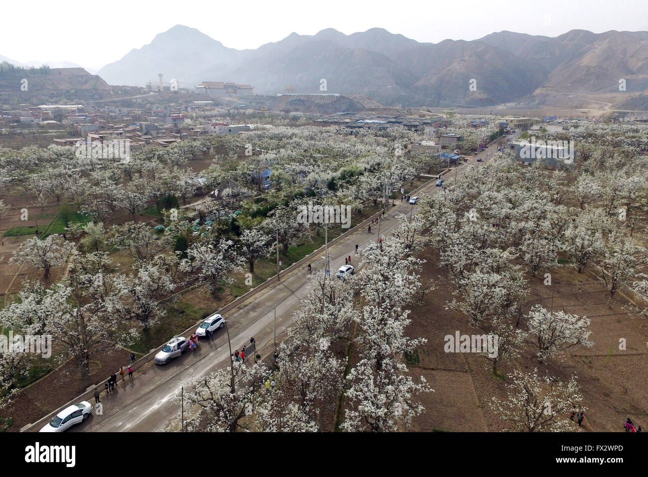 Gaolan, China's Gansu Province. 10th Apr, 2016. Pear flowers are in ...