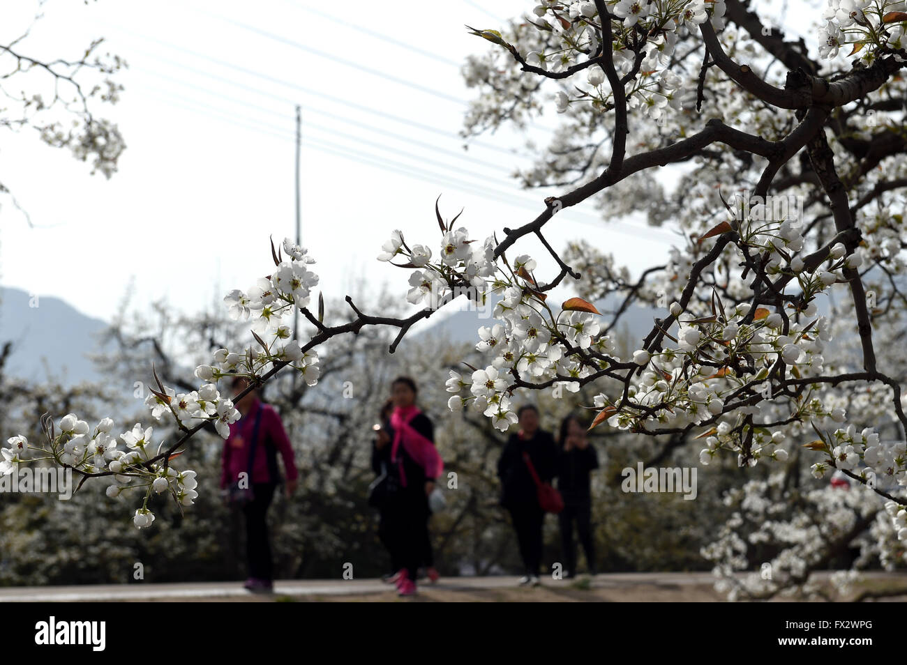 Gaolan, China's Gansu Province. 10th Apr, 2016. Pear flowers are in ...