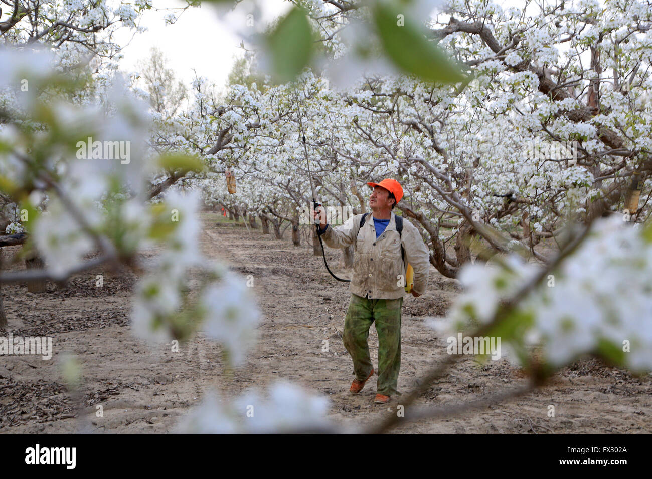 Yuli, China's Xinjiang Uygur Autonomous Region. 9th Apr, 2016. Farmer ...